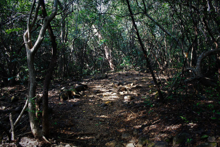 Andharban jungle and Devkund Waterfall Trek-get lost into the dense forest