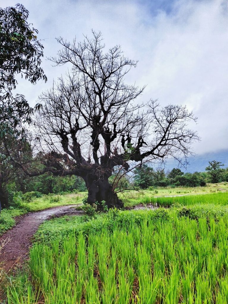 Andharban Trek – A walk through the dense jungle