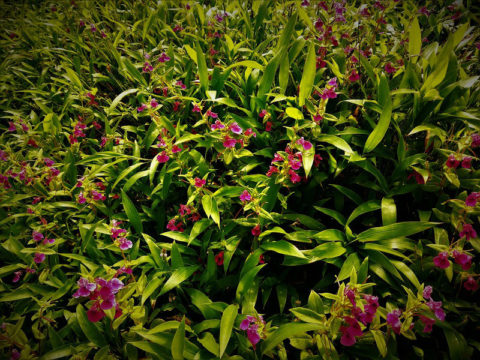 Satara –A road trip to Maharashtra’s Valley of Flowers from Pune(INR 800)