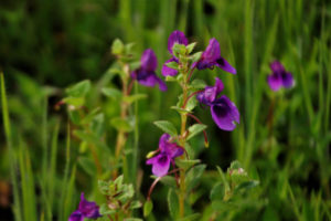 Satara –A road trip to Maharashtra’s Valley of Flowers from Pune(INR 800)