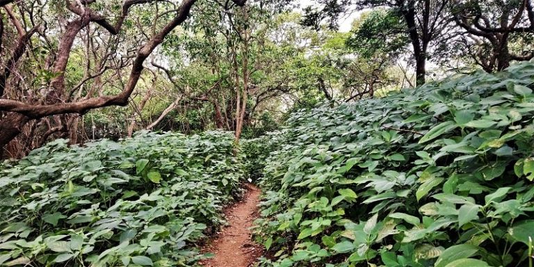 Dhak Bahiri Cave trek – A trek not for the faint-hearted (INR 200)