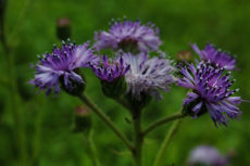 Satara –A road trip to Maharashtra’s Valley of Flowers from Pune(INR 800)