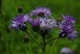 Satara –A road trip to Maharashtra’s Valley of Flowers from Pune(INR 800)