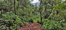 Kataldhar Waterfall Trek – A journey through the dense forest
