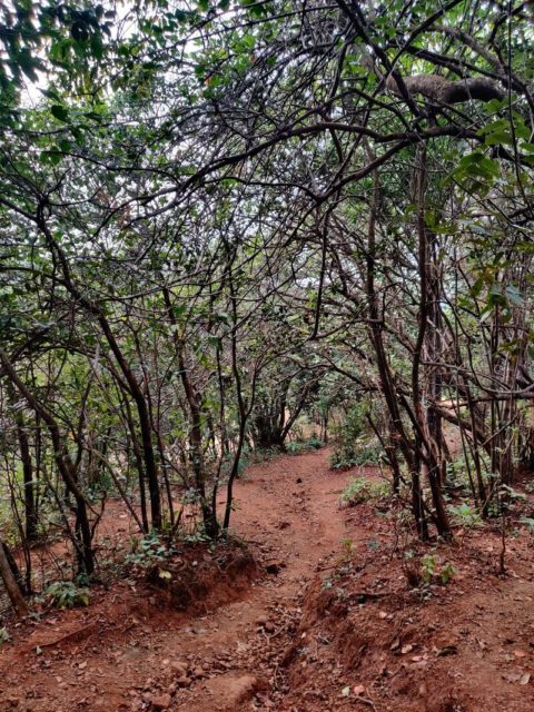 Railing Plateau - A great camping option near Pune/Mumbai