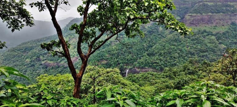 Kataldhar Waterfall Trek – A journey through the dense forest