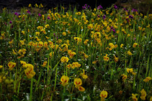 Satara –A road trip to Maharashtra’s Valley of Flowers from Pune(INR 800)