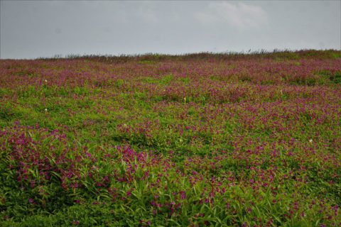 Satara –A road trip to Maharashtra’s Valley of Flowers from Pune(INR 800)