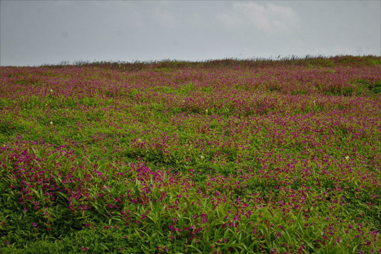 Satara –A road trip to Maharashtra’s Valley of Flowers from Pune(INR 800)